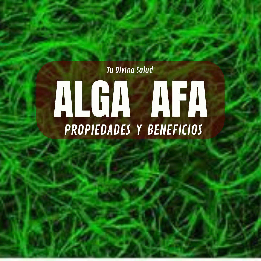 Alga AFA y Beneficios – Un milagro para algunos enfermos - Tu Divina Salud