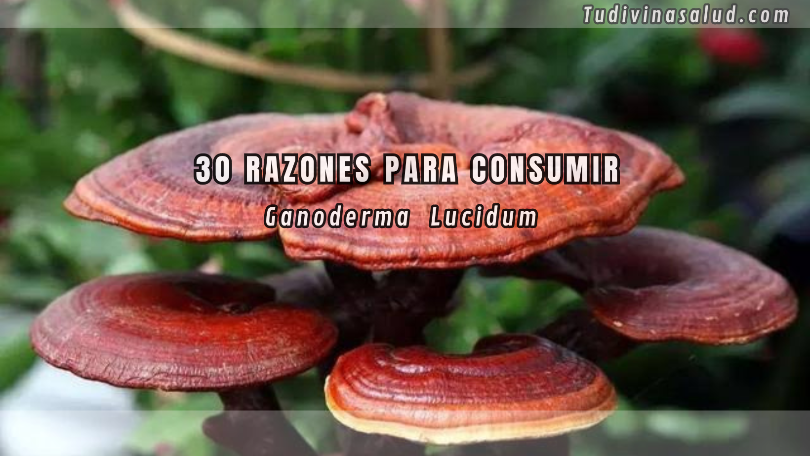 30 Razones Para Consumir Ganoderma - Tu Divina Salud